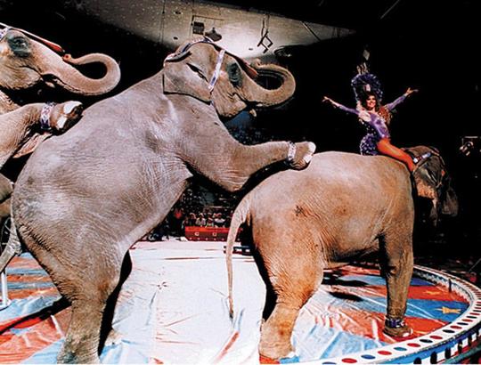 Circus comes to town this week | Local News | commercial-news.com