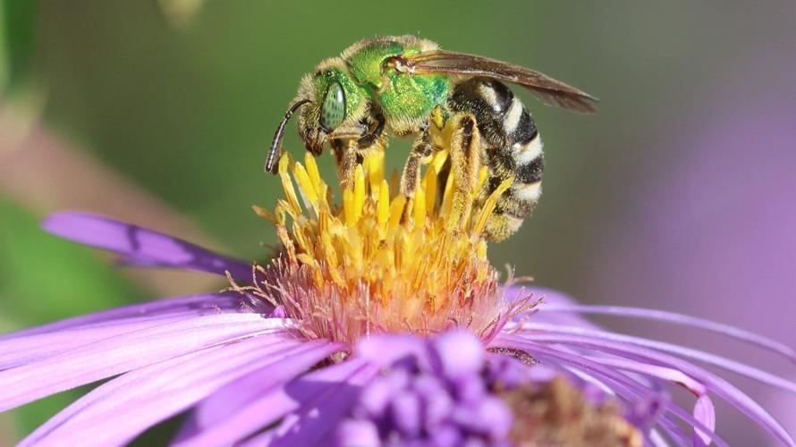 agapostemon sting