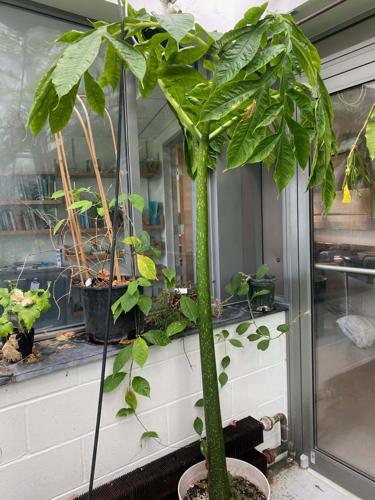 Nature Notes: Corpse flower & local relatives | Westborough ...