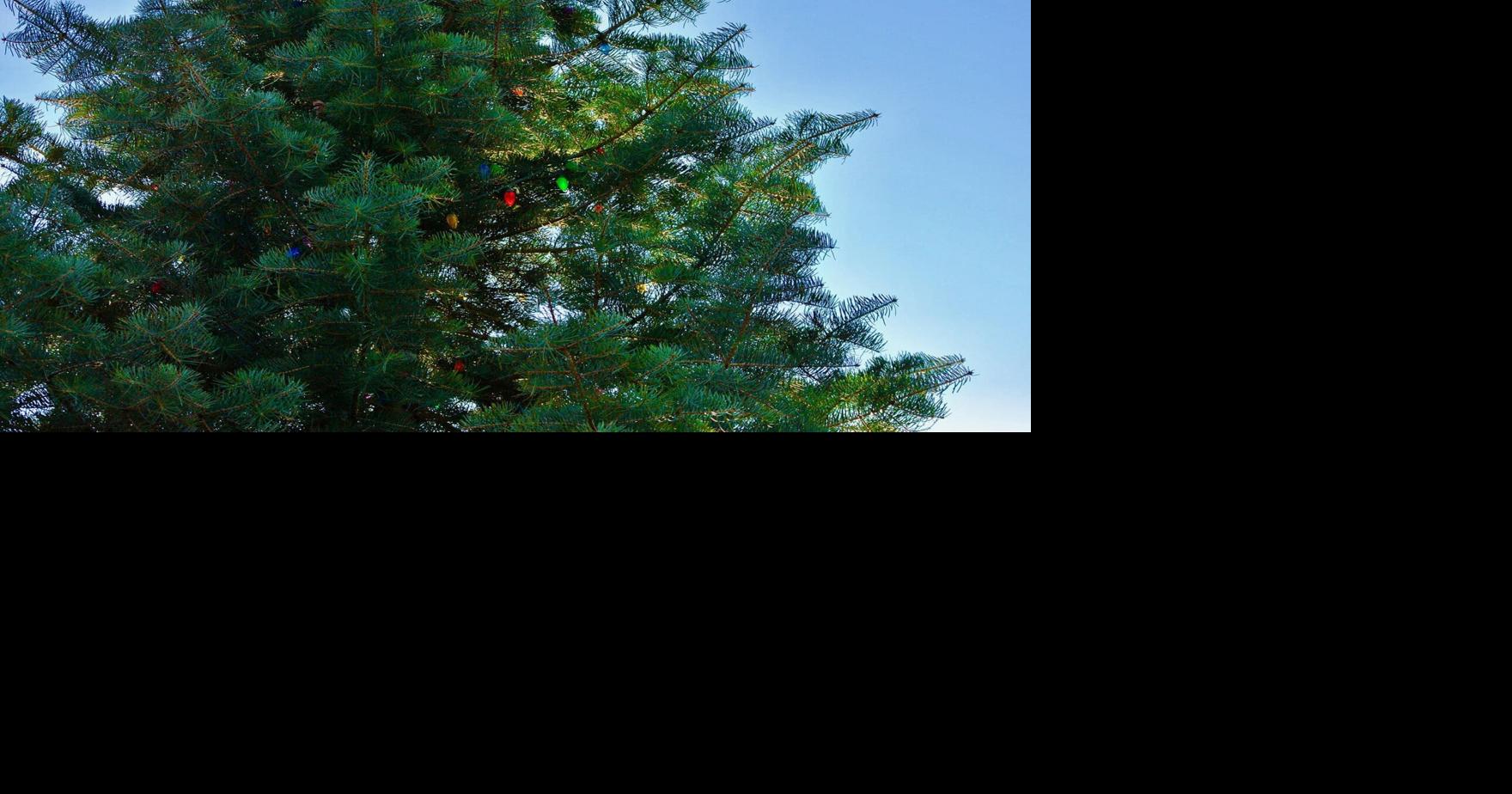 What should you do with your tree after Christmas? Call the Venture ...