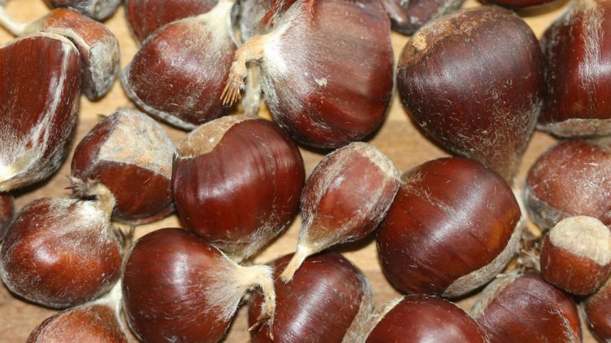 Nature Notes: American Chestnut update | Westborough ...