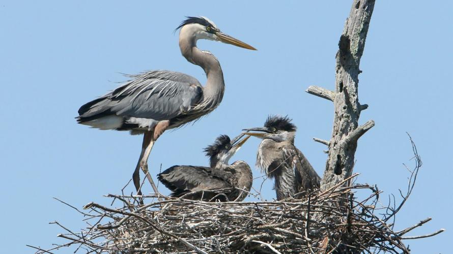 Nature Notes: Great Blue Herons return to region | Letters to the ...