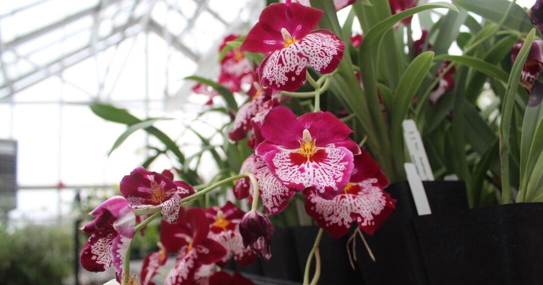 New England Botanic Garden hit by federal grant termination | News ...