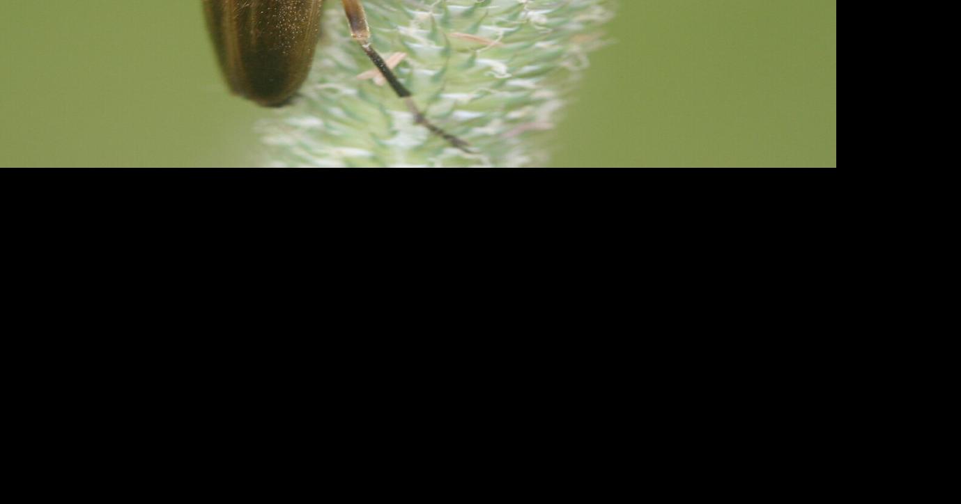 Nature Notes: See local fireflies at dusk | Westborough ...