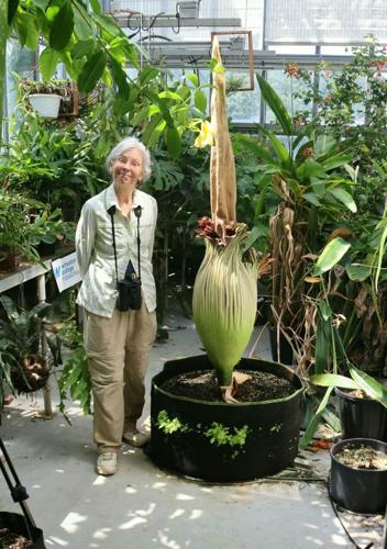 Nature Notes: Corpse flower & local relatives | Westborough ...