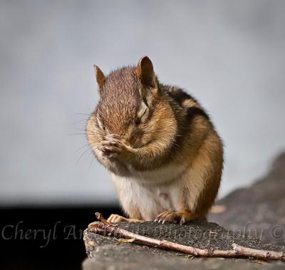 PHOTO: Chipmunk hopes for sun | Northborough | communityadvocate.com