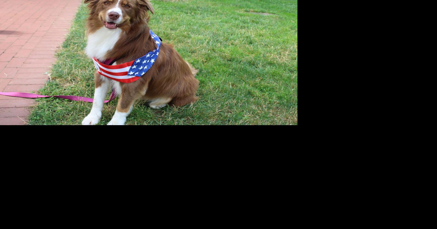 Grafton’s annual 4th of July parade features new ‘top dog’ | Grafton ...