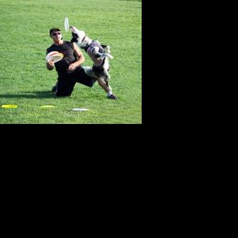 High flying dogs impress the crowd | Shrewsbury | communityadvocate.com