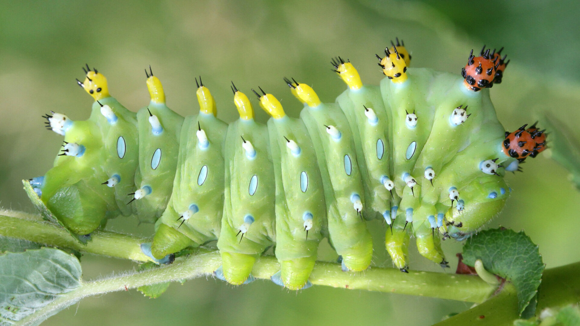 Nature Notes: Boxelders, a different type of Maple Tree | News ...