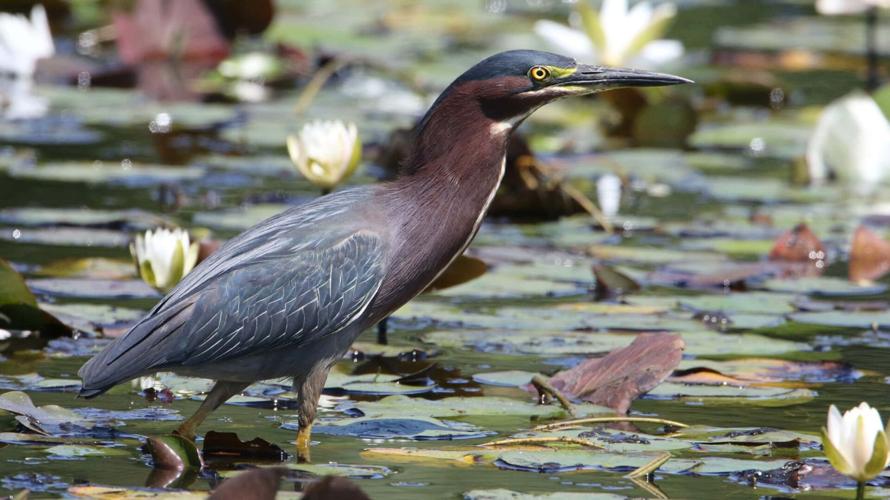 Nature Notes: A Trip to the Shore | Letters to the Editor ...