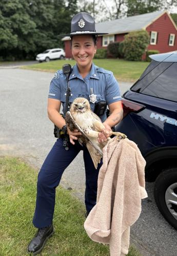 Massachusetts State Police trooper saves injured hawk from Mass Pike ...