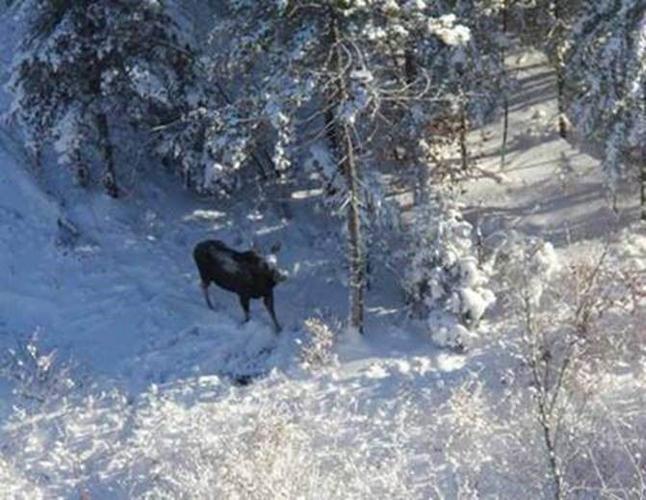 DEC completes aerial survey of Adirondack moose | News ...