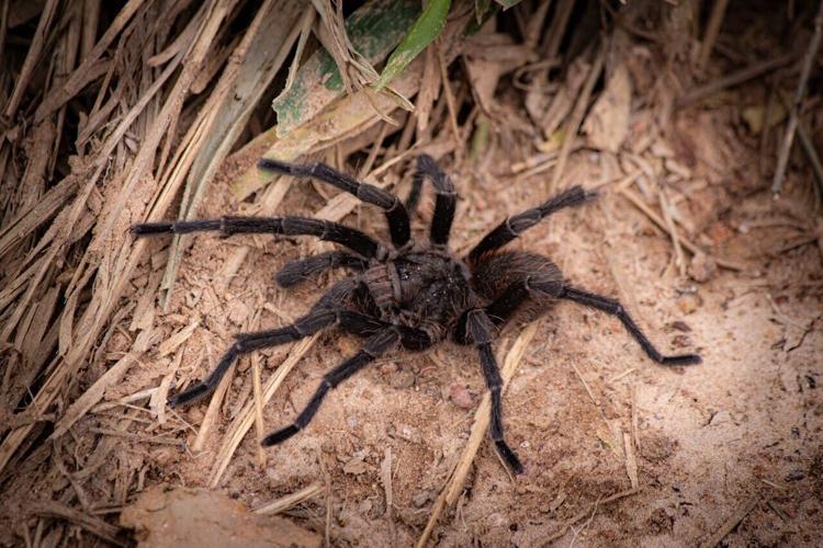 Tarantulas use ‘spidey sense’ to remember where to hunt | Nation ...