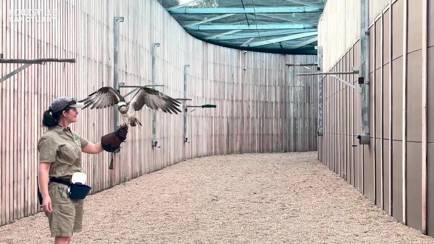 Osprey swoops gracefully after stint in raptor rehab | Nation ...