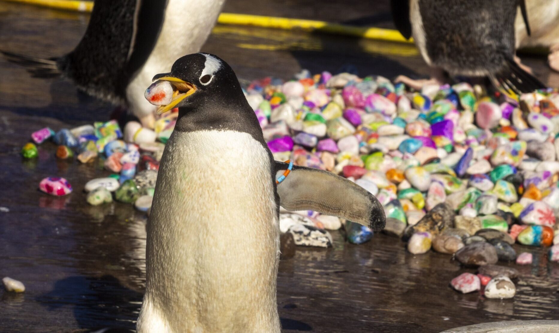 Penguins pick breeding pebbles painted by kids in the hospital | Nation ...