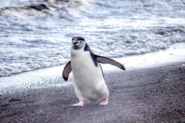 Ice or snow? Officials say you should walk like a penguin | Nation ...