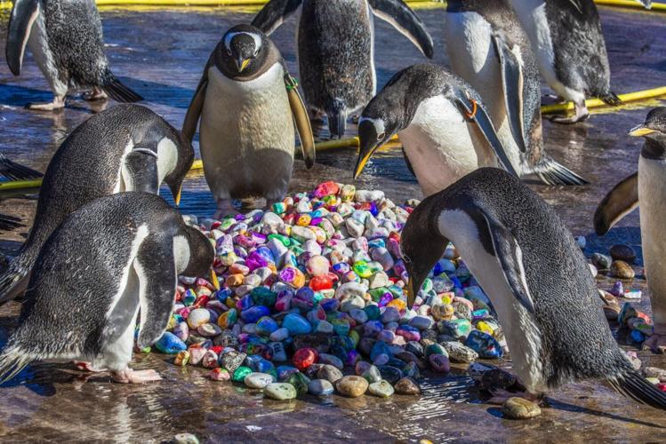 Penguins pick breeding pebbles painted by kids in the hospital | Nation ...