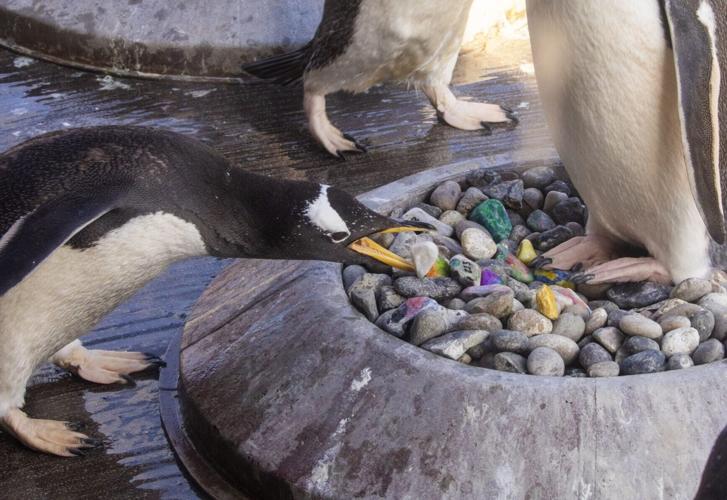 Penguins pick breeding pebbles painted by kids in the hospital | Nation ...