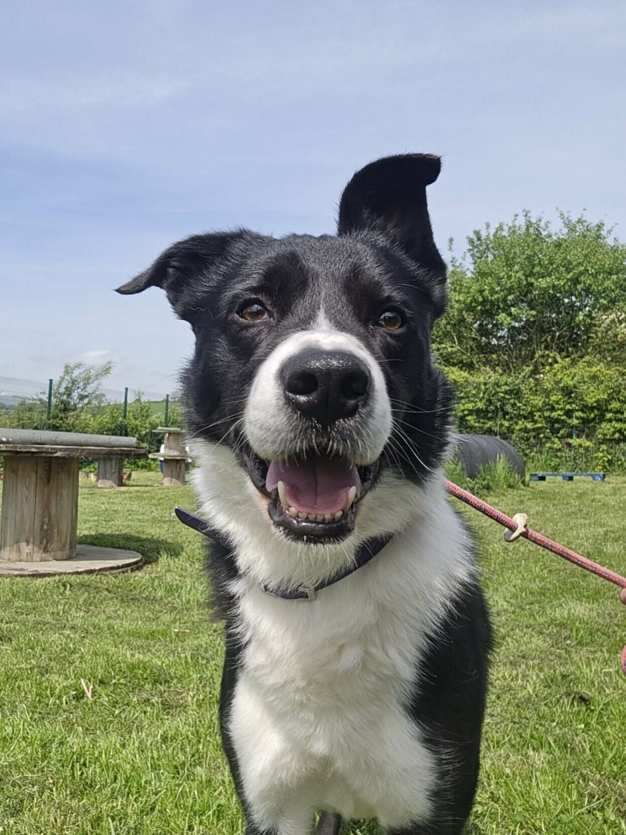 Dog tired of sheep life now wants to be with humans | Nation ...