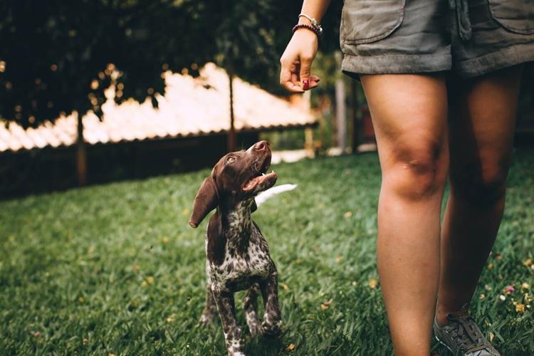 Study reveals how humans’ angry and happy voices affect dogs | Nation ...
