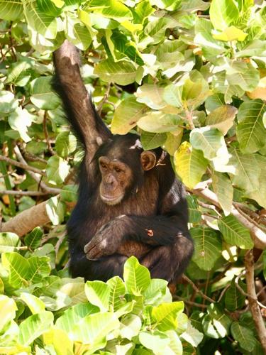Drunk monkeys? Chimps consume significant levels of alcohol in wild ...