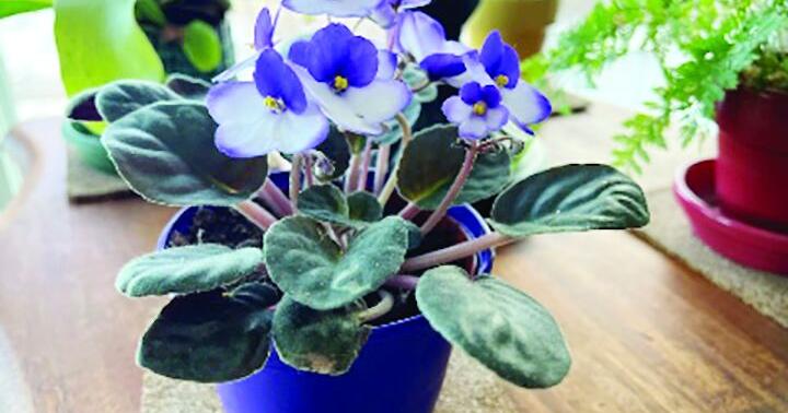 African violets bring winter color indoors with proper care | Oelwein ...
