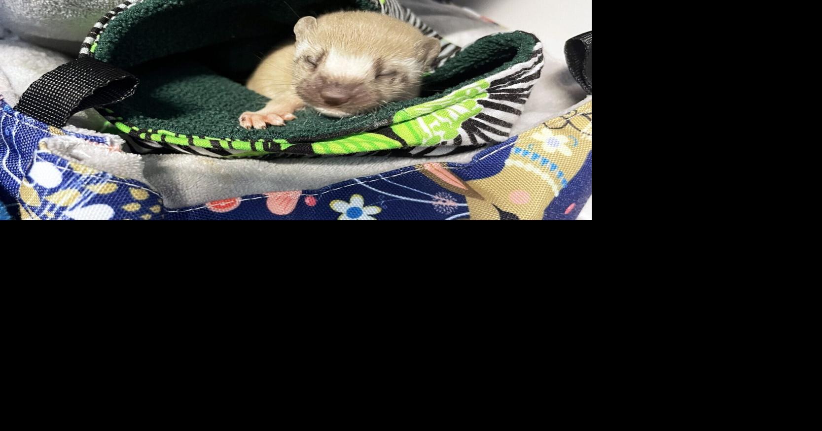 Orphaned weasel returns to wild after 70 days in care | Nation ...