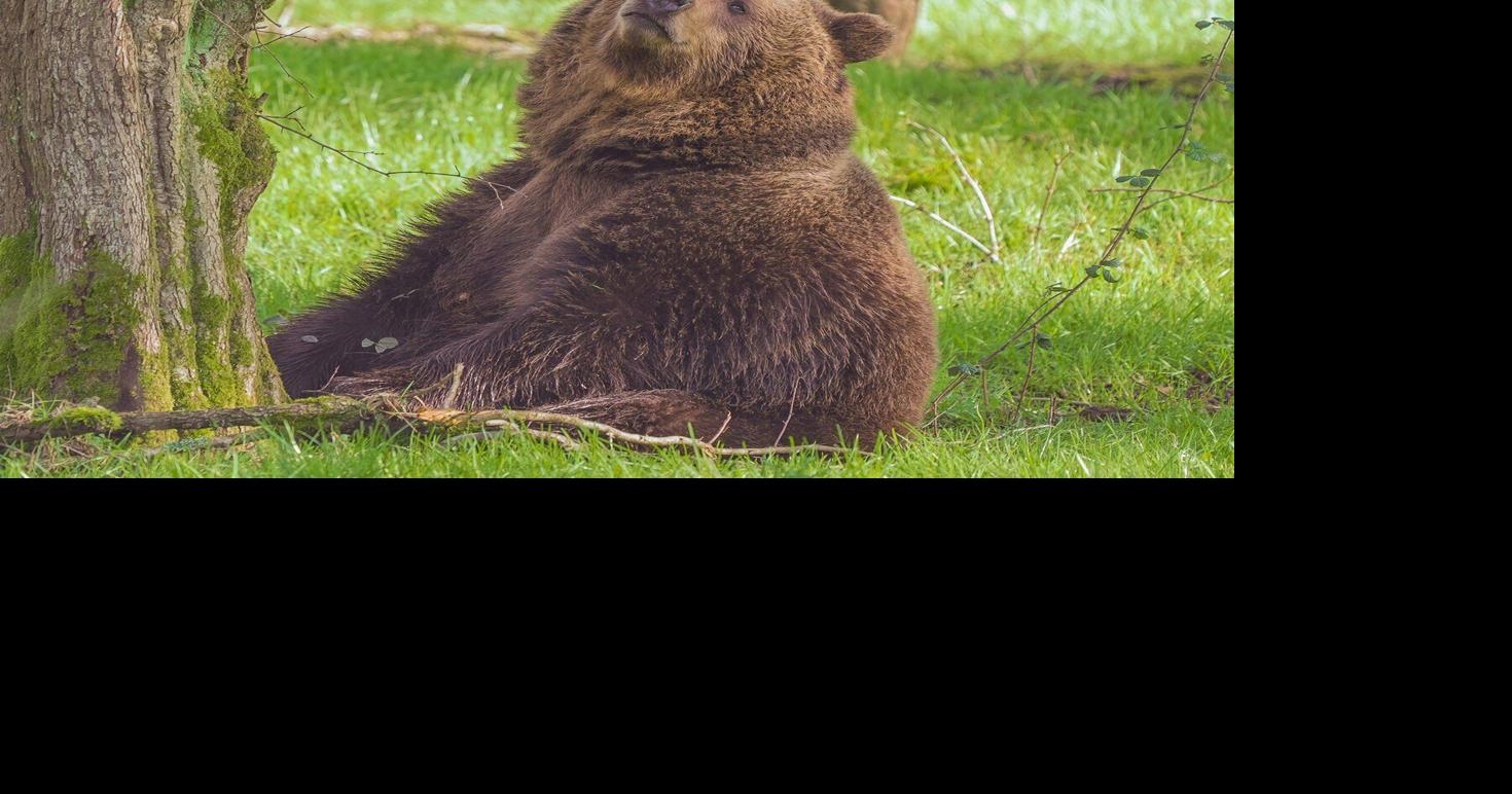 Watch bears bask in sun after waking up from restful hibernation ...