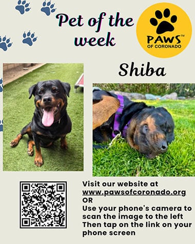 PAWS Pet-Of-The-Week | Coronado City News | coronadonewsca.com