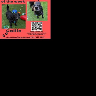 PAWS Pets-Of-The-Week | Coronado City News | coronadonewsca.com