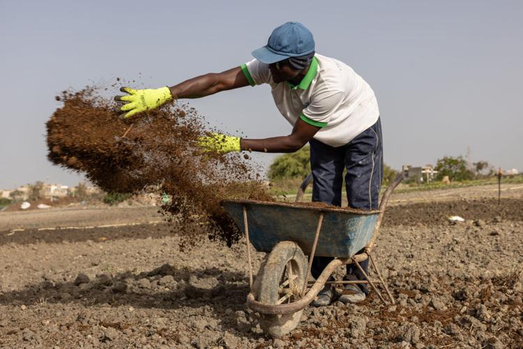 Iran war forces farmers to seek fertilizer alternatives from cow dung ...