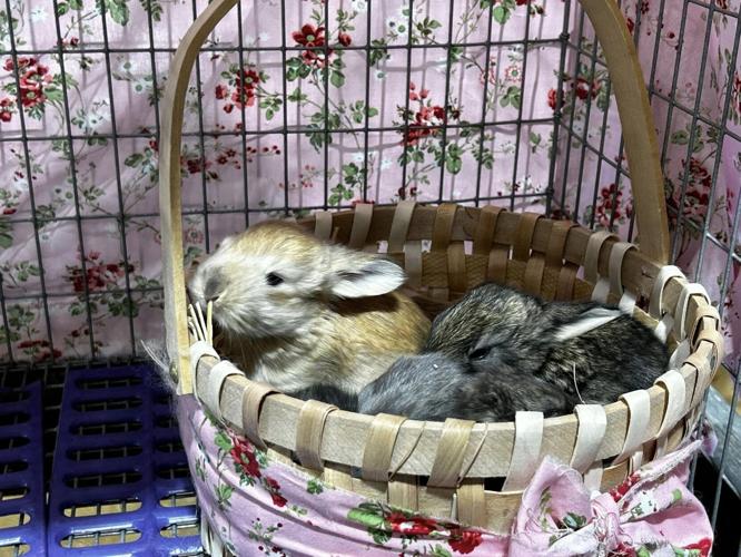 Chickens, ag, and rabbits begin Monday’s NCYE | News | corsicanadailysun.com