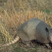The Ballad of Bee Cave Bob: Groundhog Day with a Texas Twist | News ...