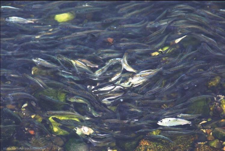Chesapeake Bay Foundation Peddles a False Menhaden Crisis-Not Science ...