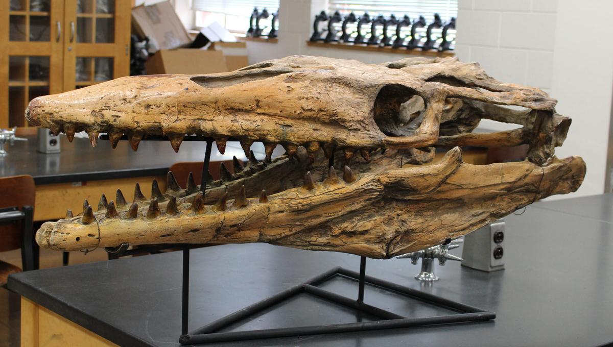 The search for a sea monster: Mosasaur excavated in Navarro County ...