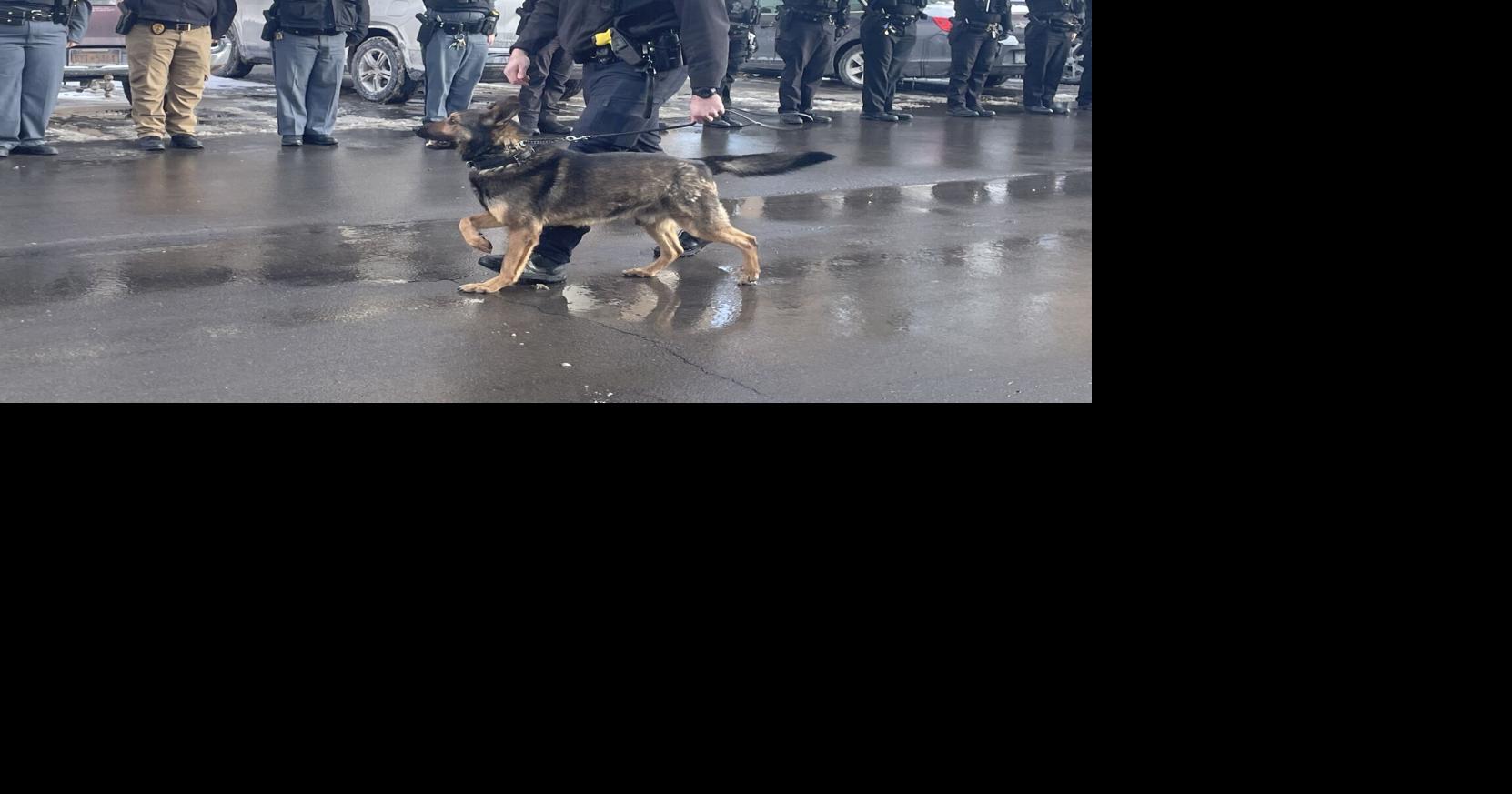 Cortland PD K9 Max retires after cancer diagnosis | News ...
