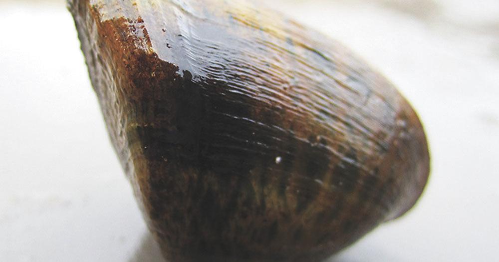 The surprising lives of native mussels | News | countrymessenger.com