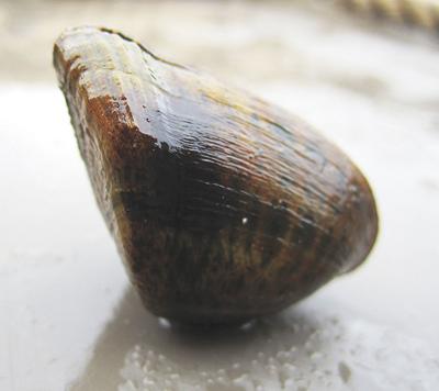 The surprising lives of native mussels | News | countrymessenger.com