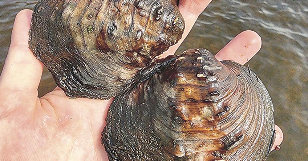 Winged Mapleleaf | News | countrymessenger.com