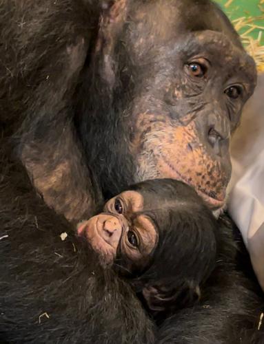 Baby chimp now on view at NC Zoo | Local News | courier-tribune.com