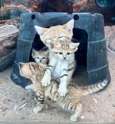 Zoo announces sand kitten names chosen by public | Local News | courier ...