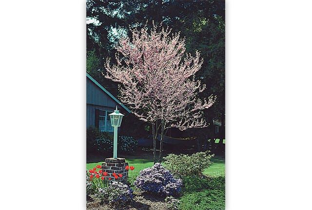 Join Arbor Day Foundation in February and receive 10 free trees ...