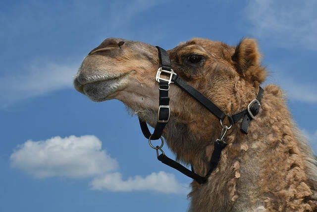 Camel Station opens in Randolph County | Features | courier-tribune.com