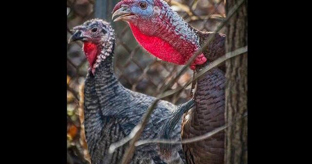 A conversation with one lucky turkey | Features | courier-tribune.com