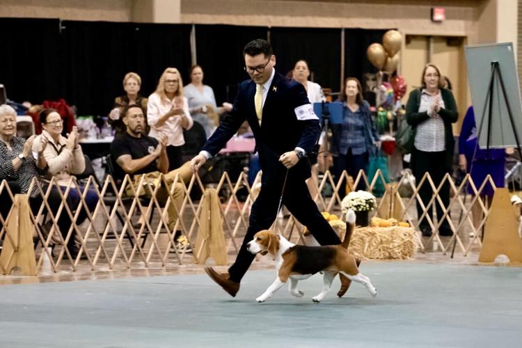 Dandy of a dog: Lexington is home to No. 1 Beagle in the US | Features ...