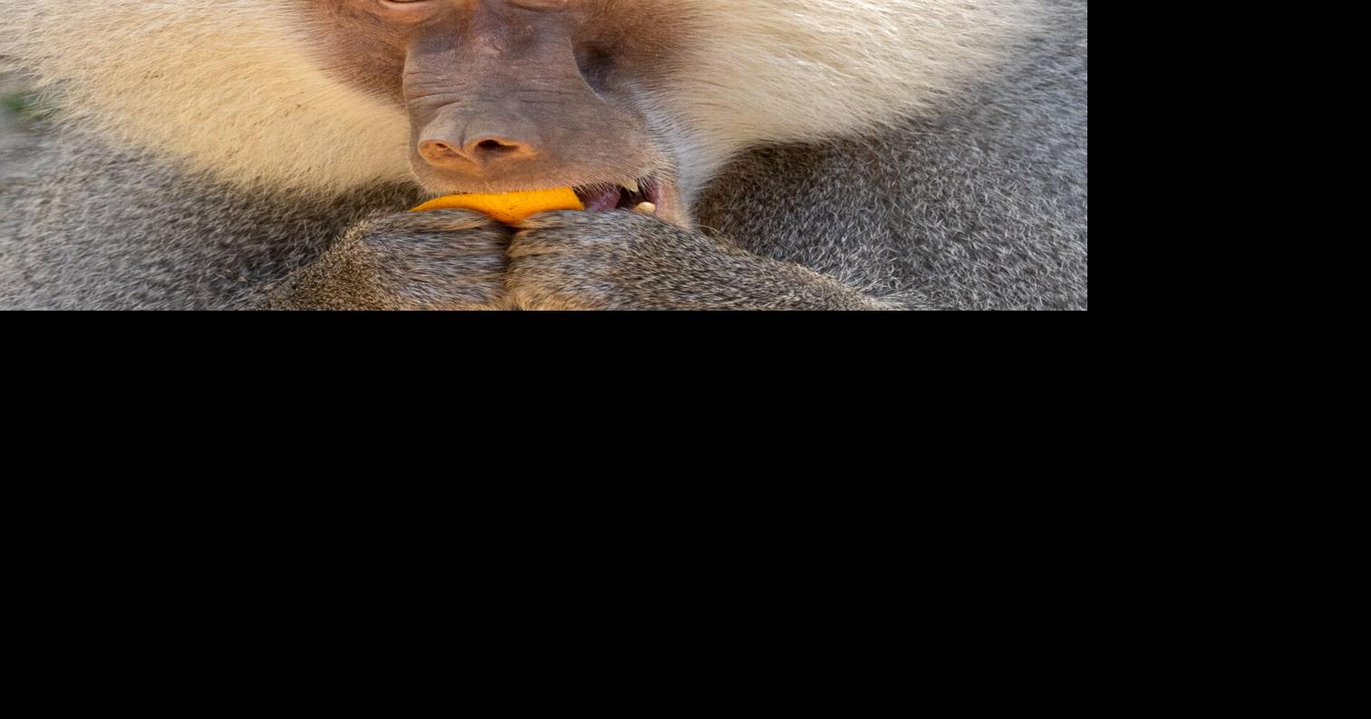 North Carolina Zoo opens new baboon habitat | Local News | courier ...