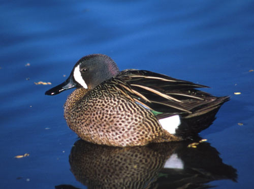 Early Teal, Canada Goose Kick Off Waterfowl Seasons | Online Only ...