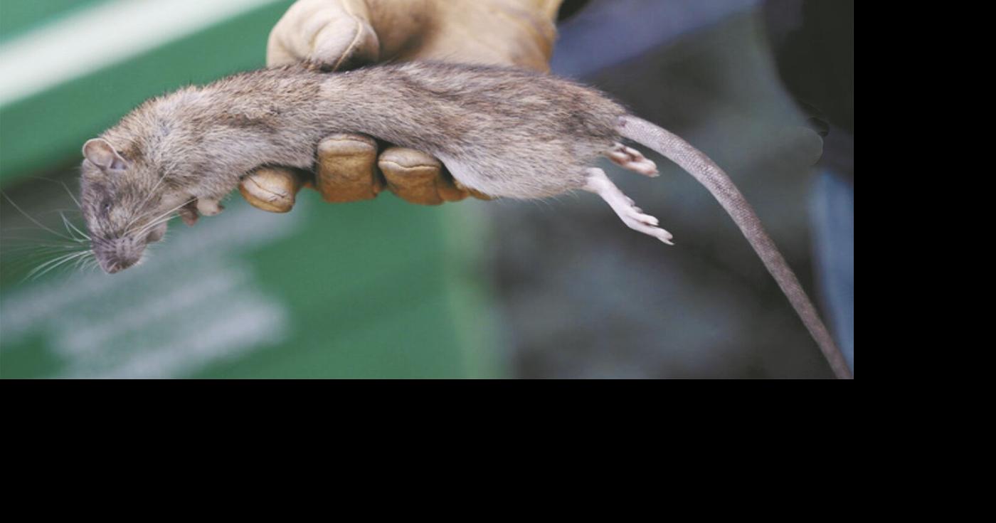 Rodent Rampage? | News | courierjournal.net