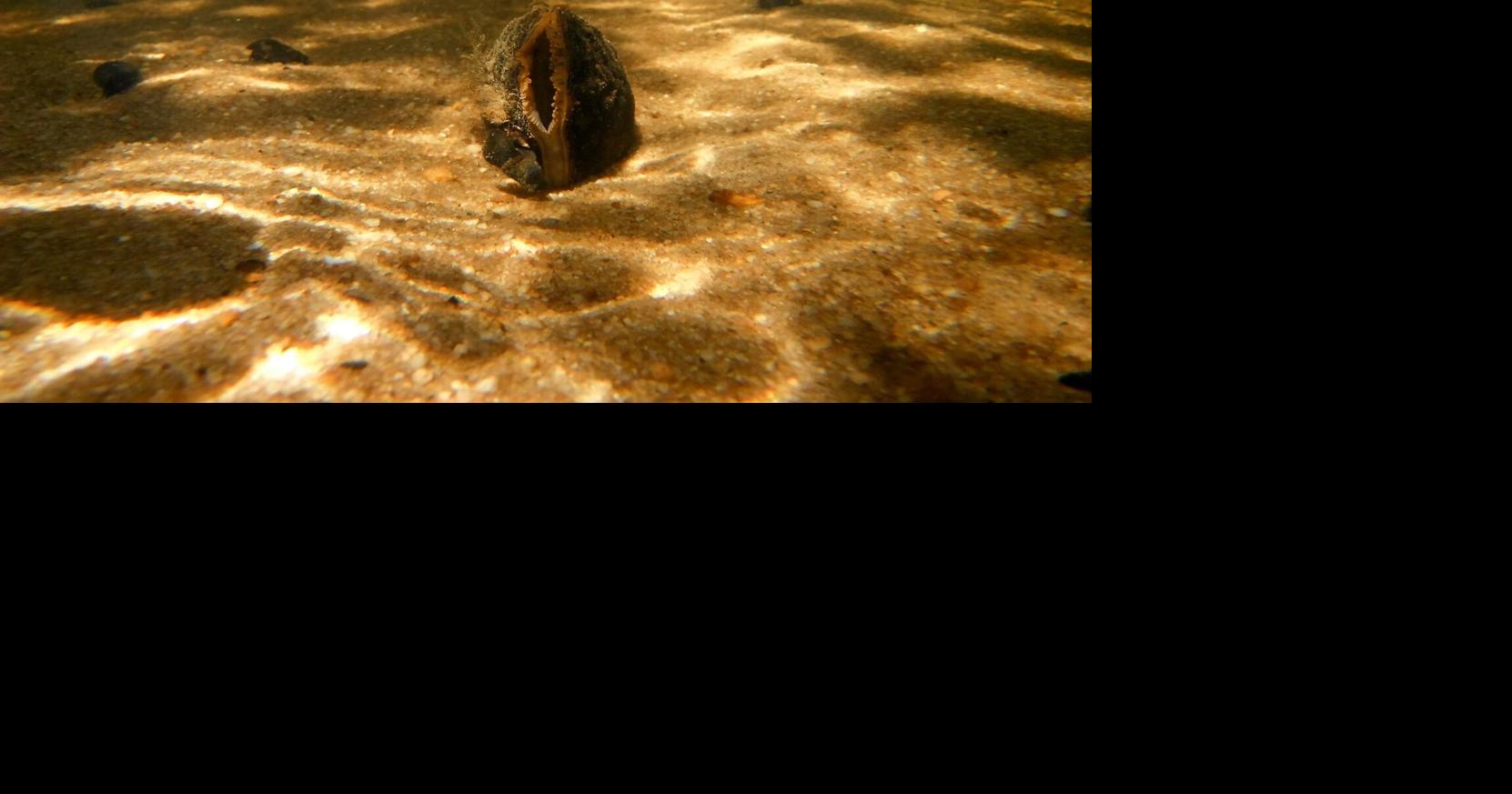 Endangered Alabama Pearlshell Mussel Habitat Protected | Online Only ...