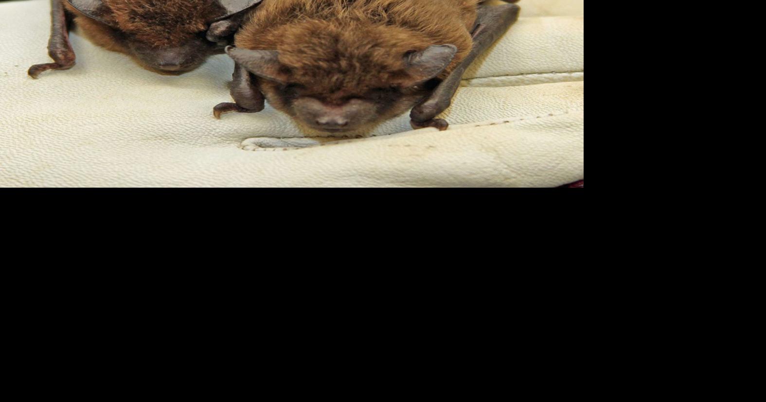 Bat Blitz Highlights Role in Alabama's Ecosystem | Online Only ...